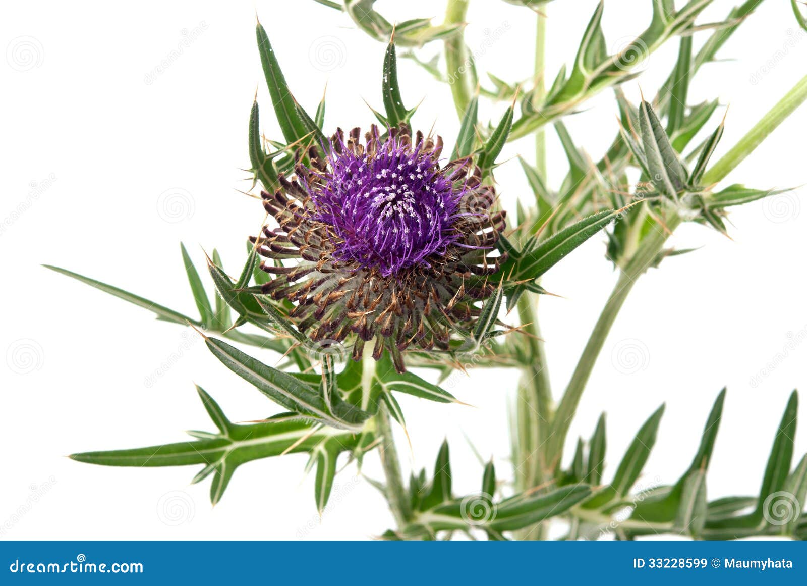 Thistle stock image. Image of scottish, biology, pink - 33228599