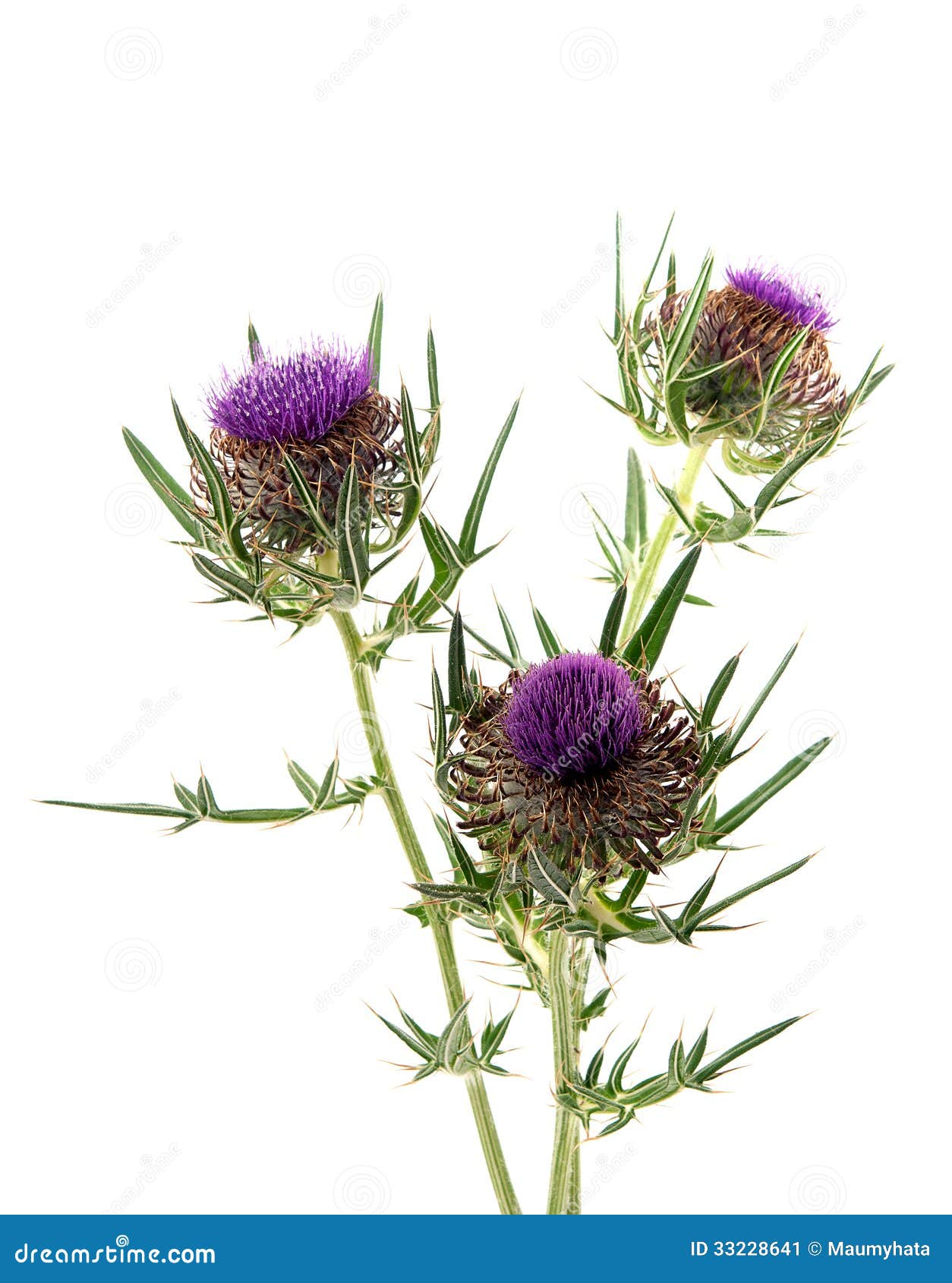Thistle stock image. Image of blossom, backgrounds, nature - 33228641
