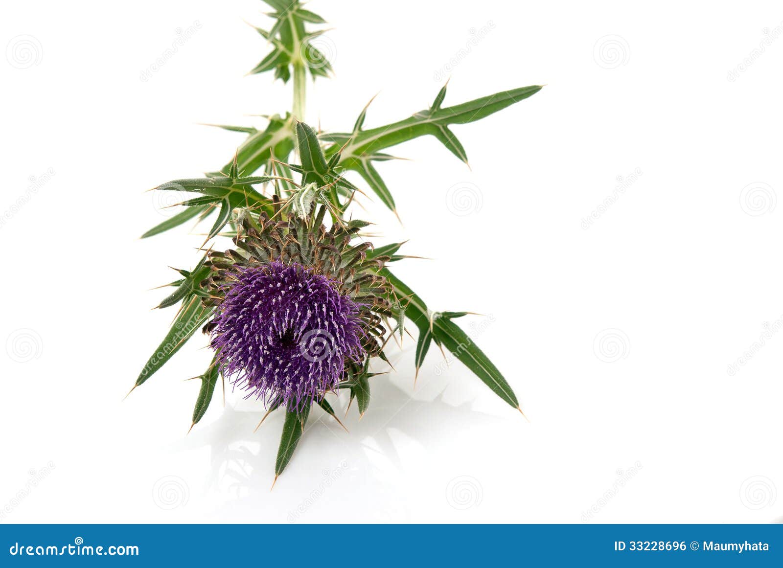 Thistle stock photo. Image of scottish, scotland, season - 33228696