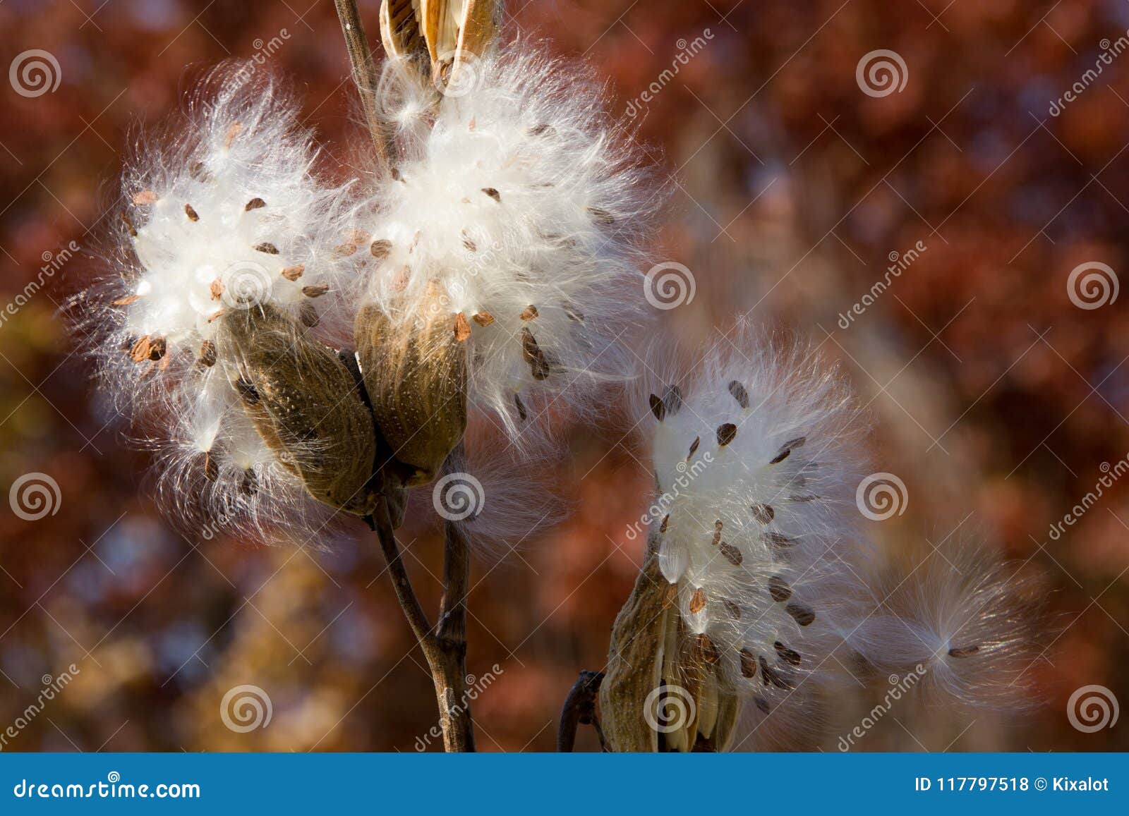 Seed Dispersal Bursting Stock Photos - Free & Royalty-Free Stock Photos ...