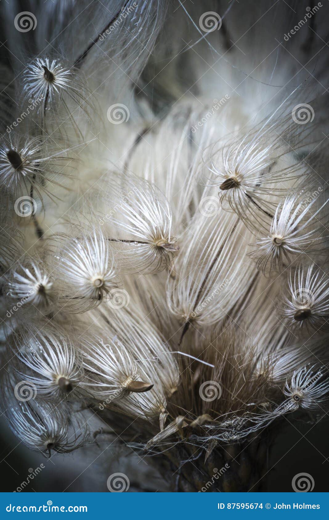 Thistle Seed Pods. stock photo. Image of strathspey, badenoch - 87595674