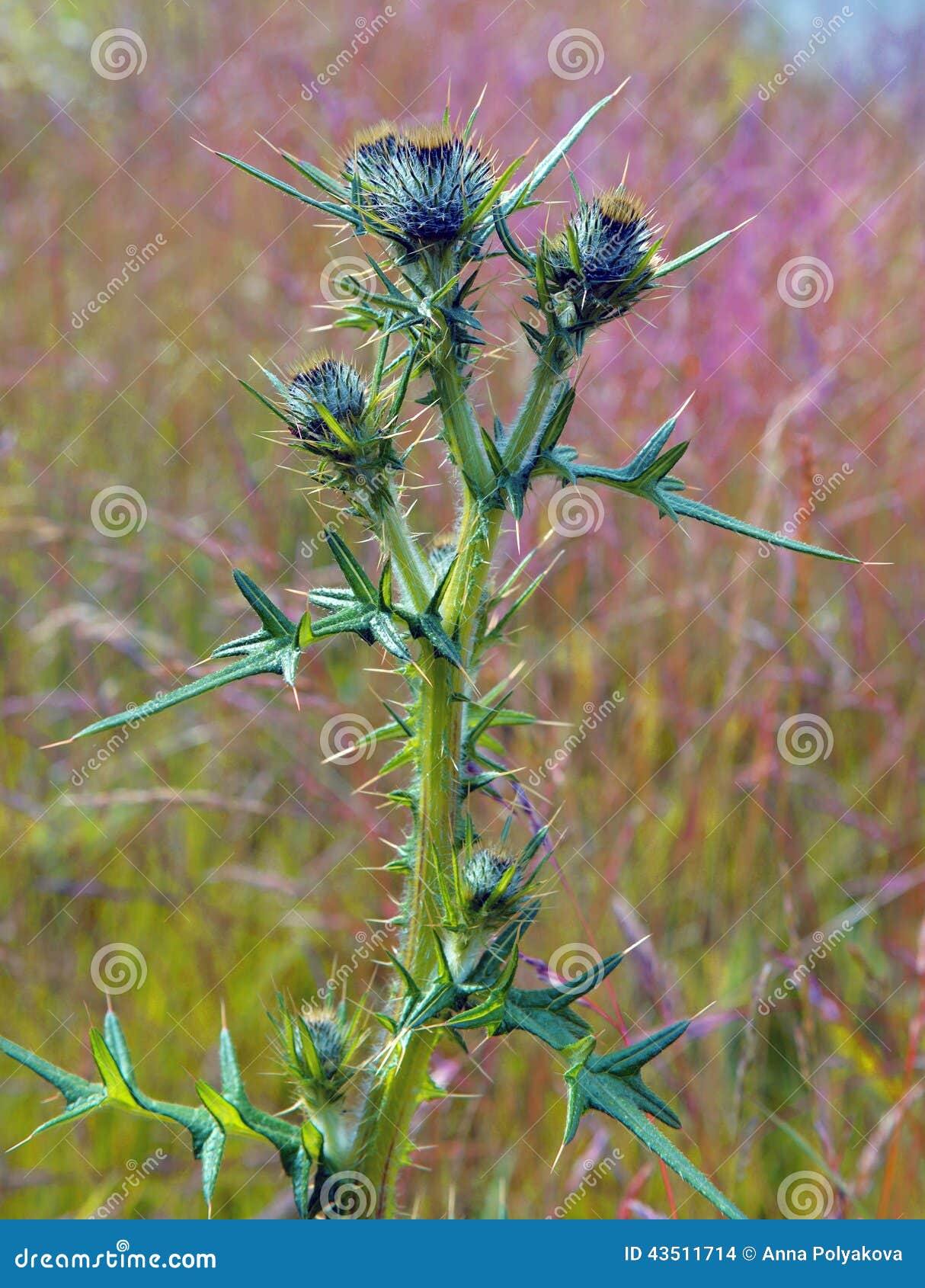 Thistle stock photo. Image of flora, season, beautiful - 43511714
