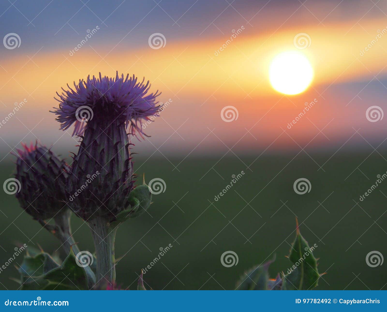 Scottish Thistle Border Stock Images - Download 8 Royalty Free Photos