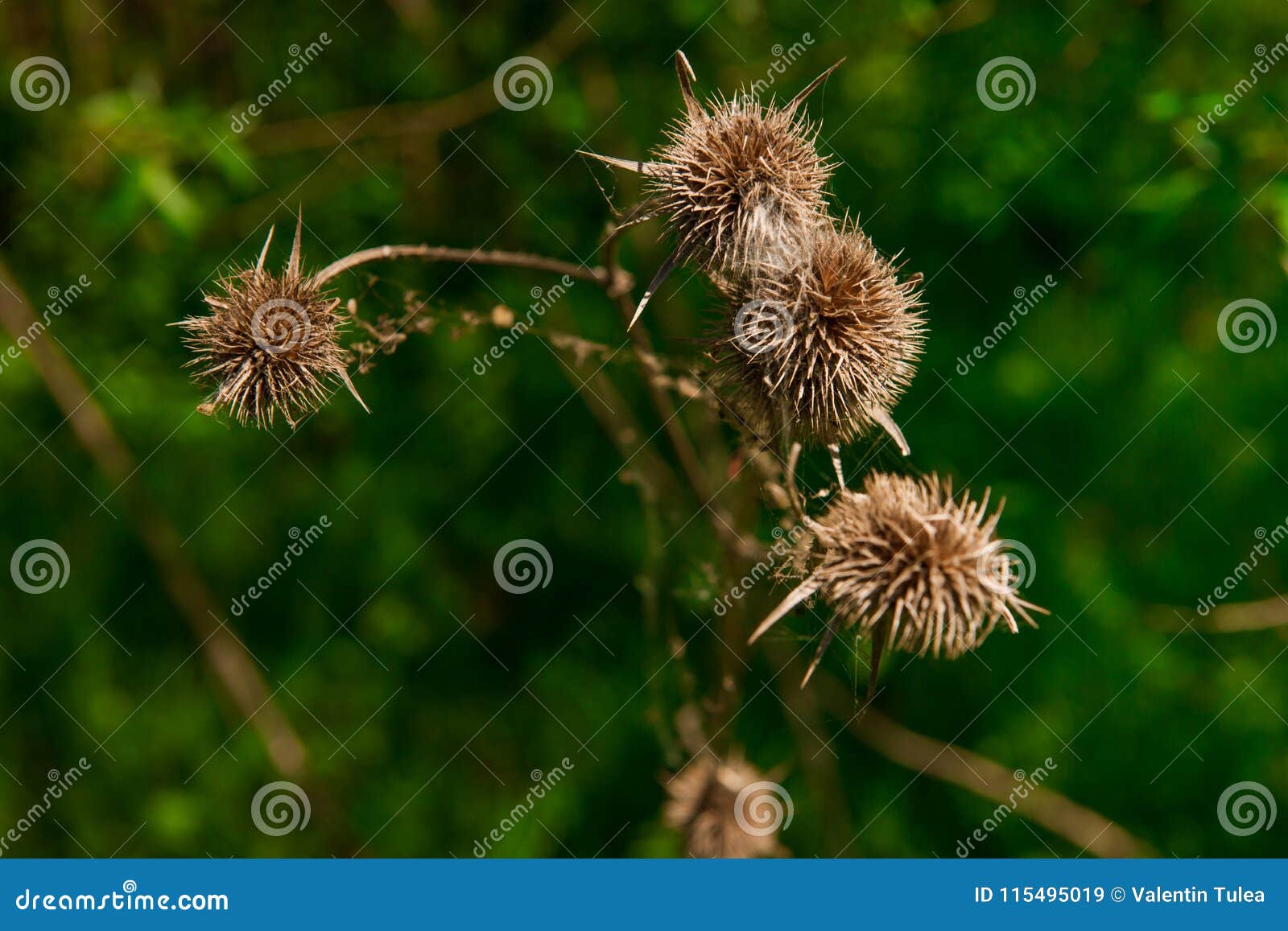 Thistle stock image. Image of ecology, botany, biology - 115495019