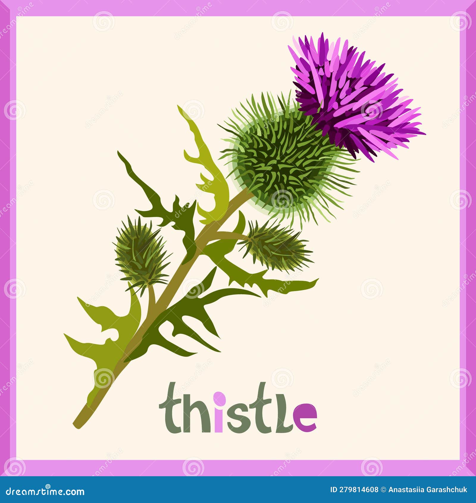 Thistle. Vector Isolated Illustration in Frame with Lettering Stock ...