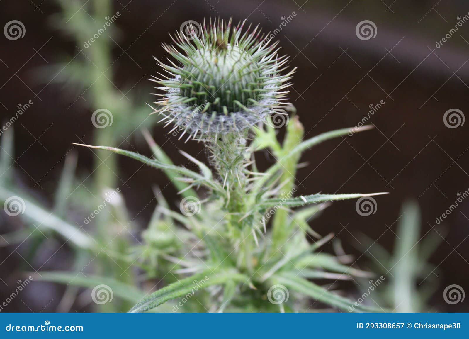 Thistle Weed Up Close Perspective Stock Image - Image of herbal ...