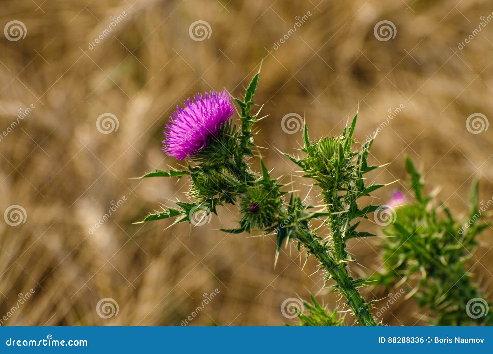 Thistle stock photo. Image of grains, cereals, wallpaper - 88288336