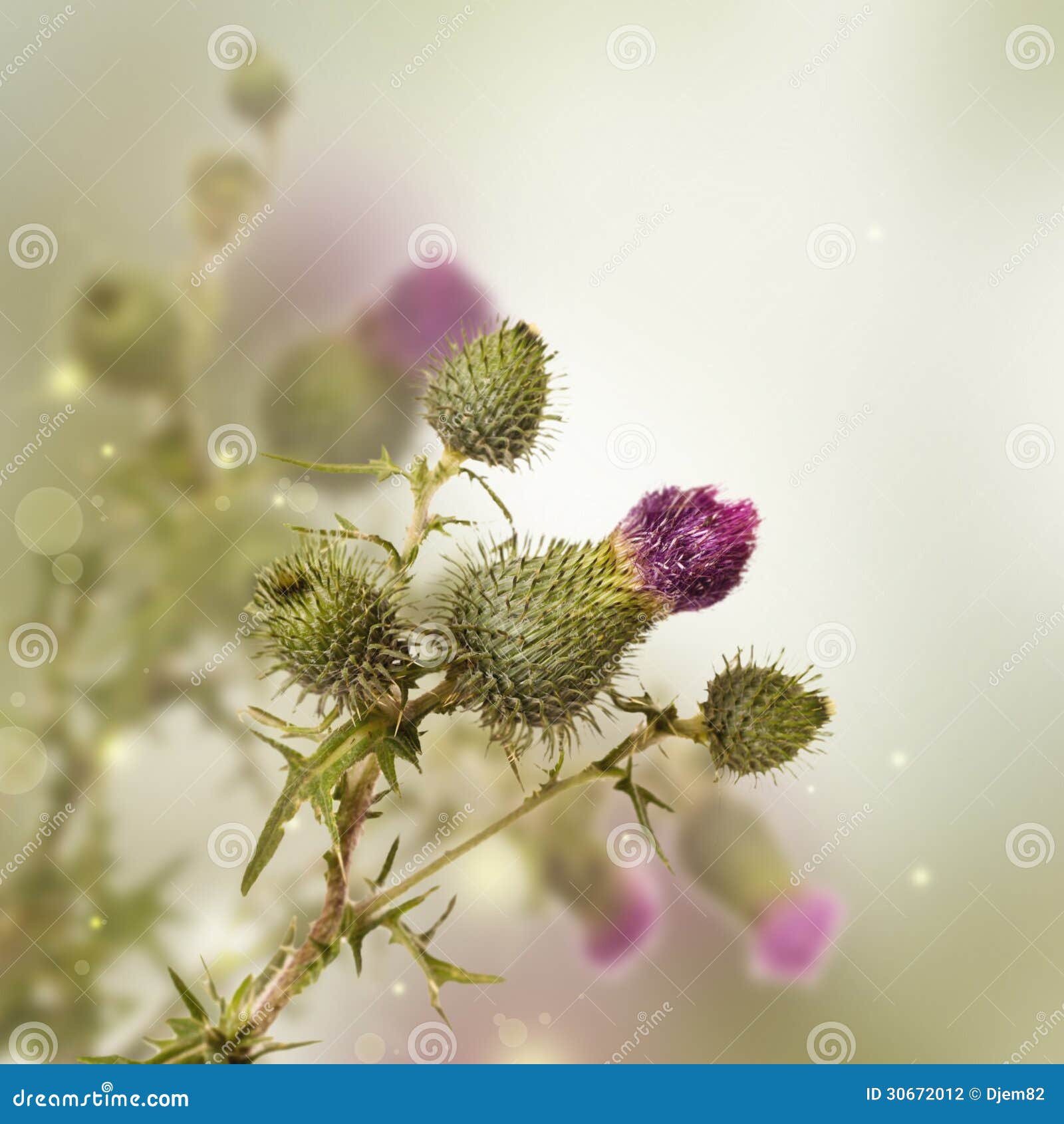 Thistle stock photo. Image of object, plant, petal, barb - 30672012