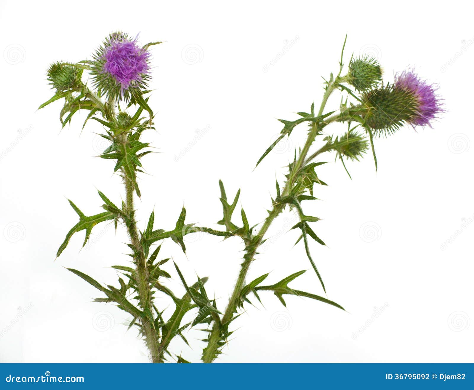 Thistle On A White Background Stock Photo - Image of blossom, natural ...