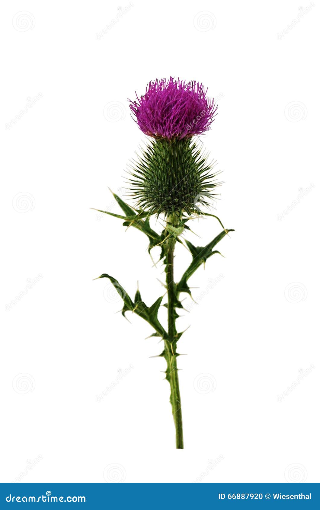 Thistle on a White Background. Stock Photo - Image of wildflower ...