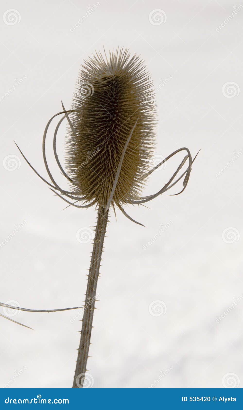 Thistle in Winter stock photo. Image of remains, outdoors - 535420