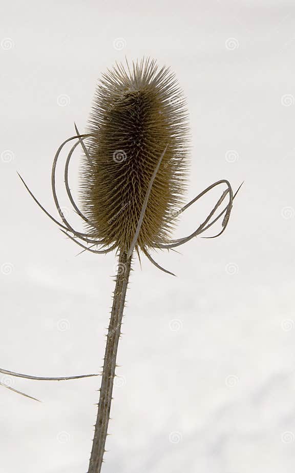 Thistle in Winter stock photo. Image of remains, outdoors - 535420