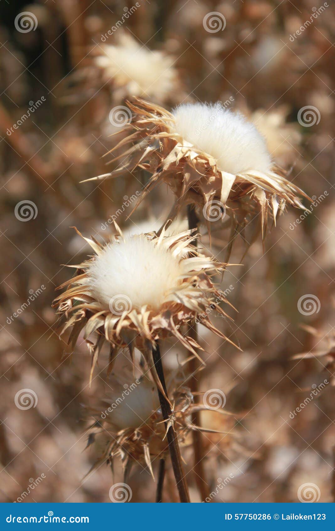 Thistle stock photo. Image of decoration, macro, blossom - 57750286