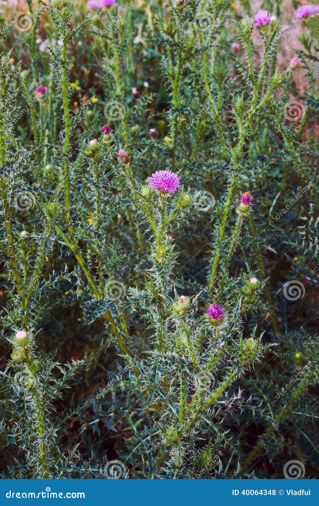 Thistle2 stock photo. Image of branch, herbaceous, spike - 40064348