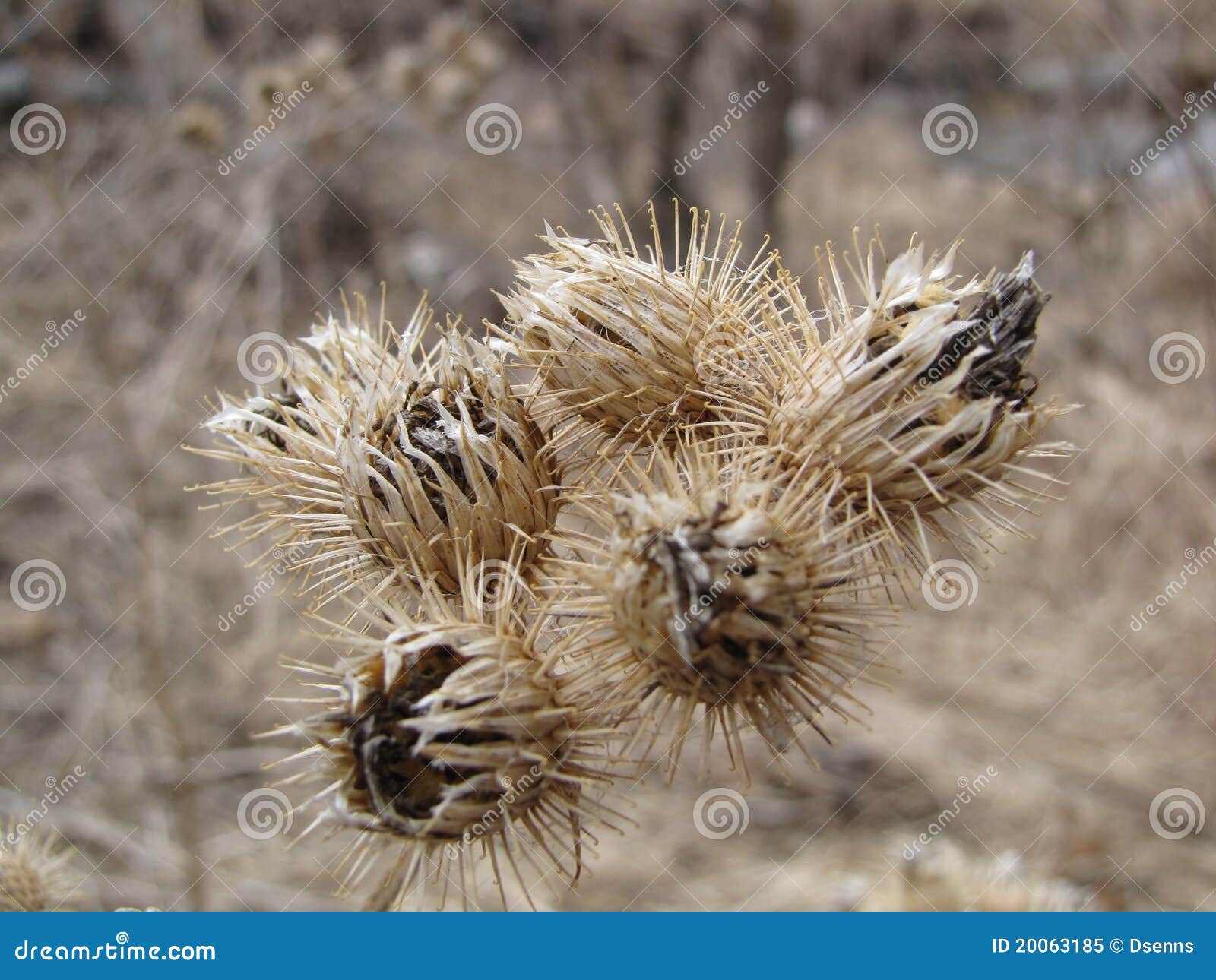 Thistles stock image. Image of fruit, burdock, plant - 20063185