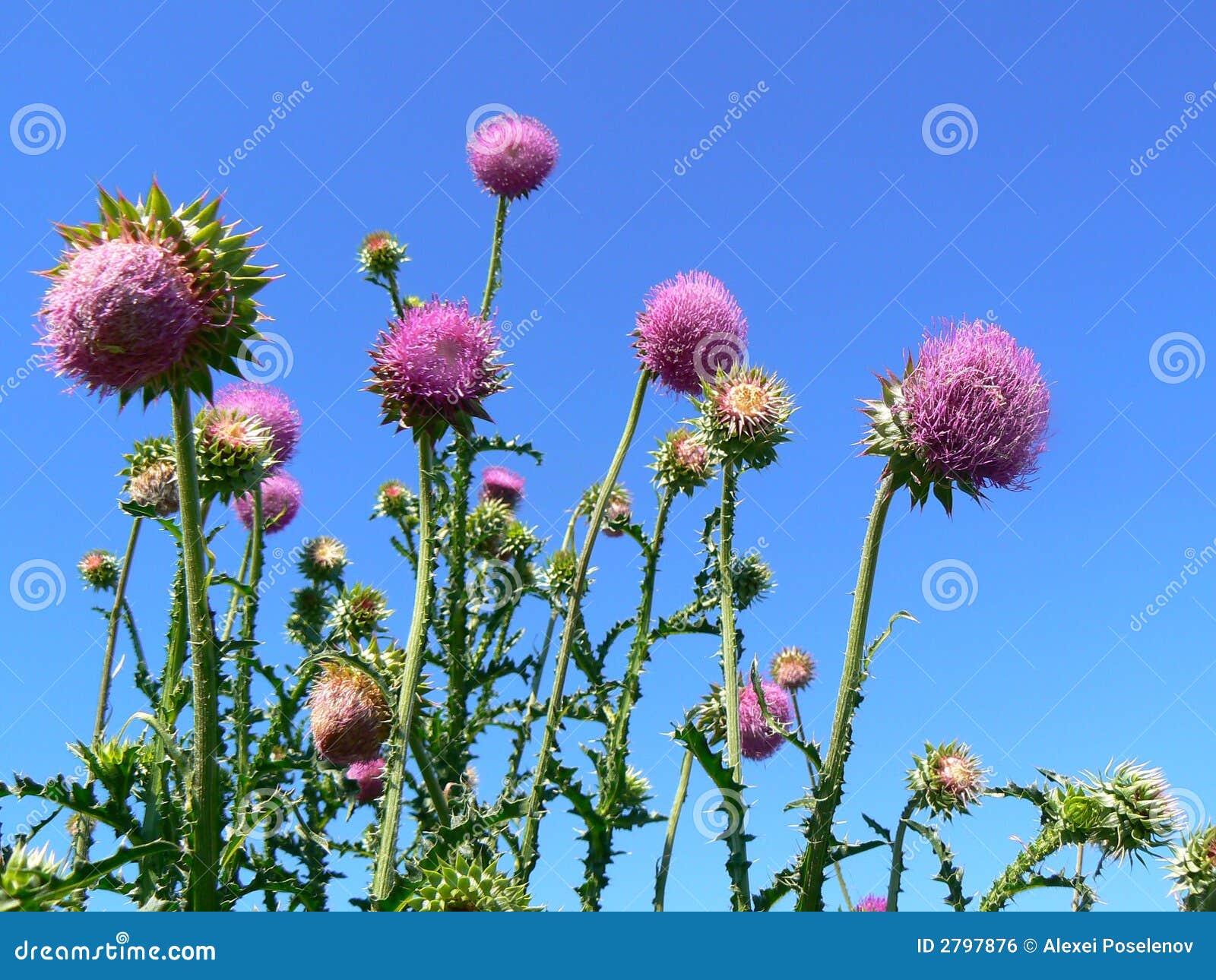 Thistles stock photo. Image of thistle, flower, weed, summer - 2797876