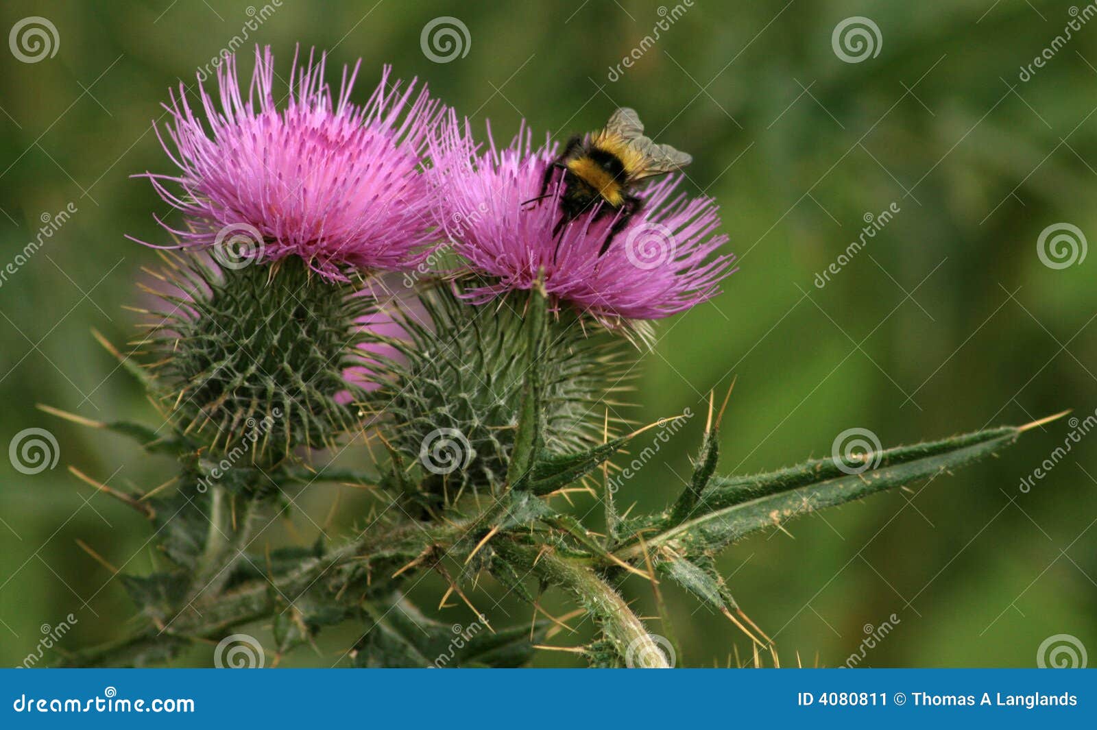 Thistles and bumble bee stock image. Image of scottish - 4080811