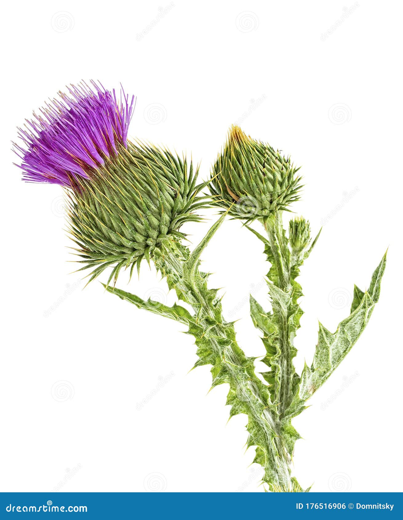 Thistles Flower and Bud Isolated on White Background Stock Photo ...
