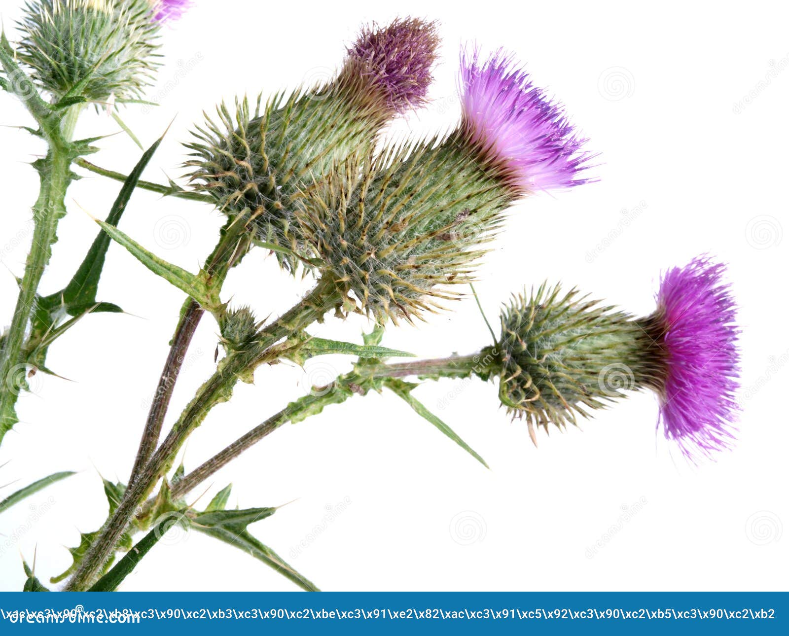 Thistles flower stock photo. Image of bloom, scottish - 112644348