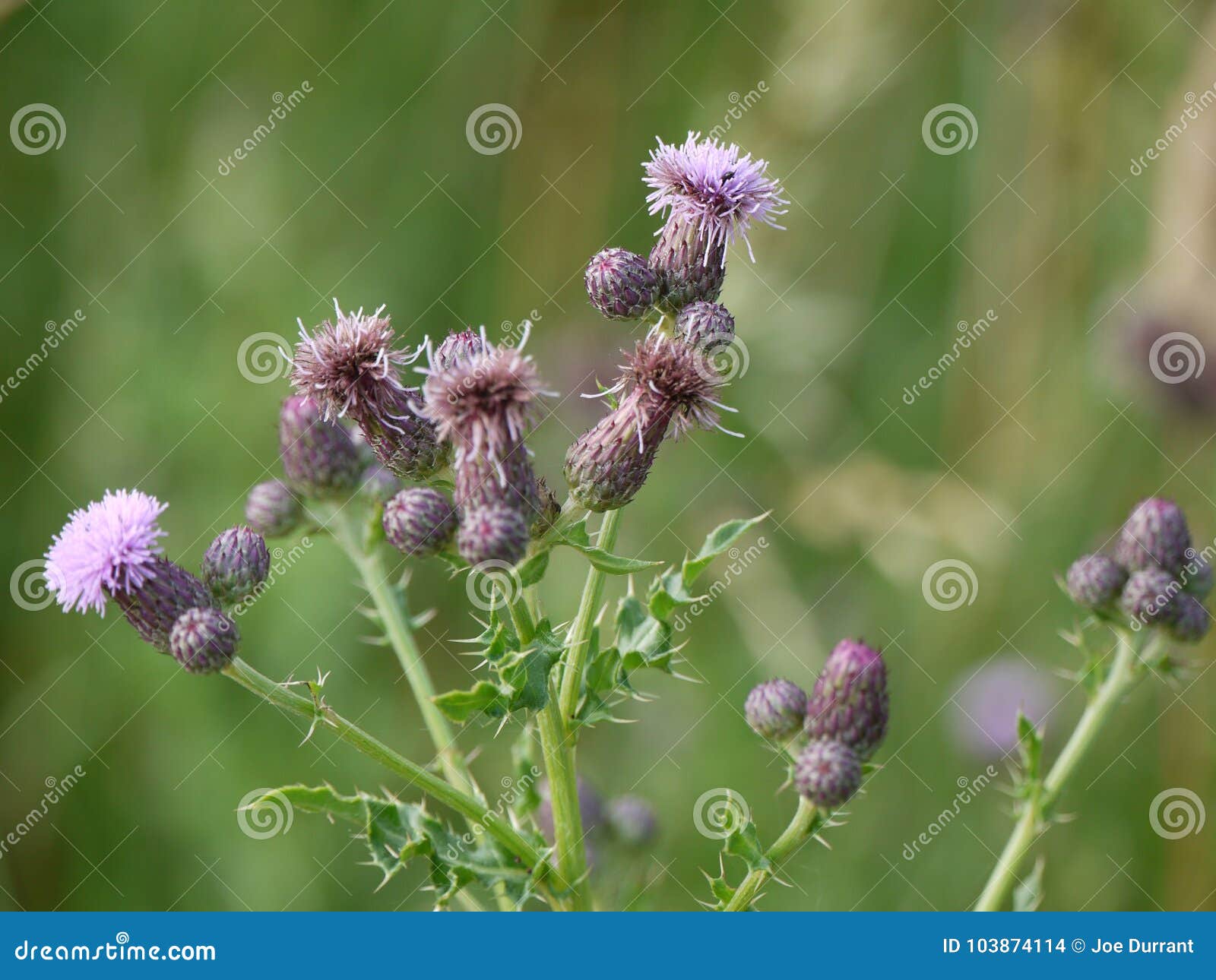 Thistle Blowing in the Wind Stock Photo - Image of grennery, weed ...