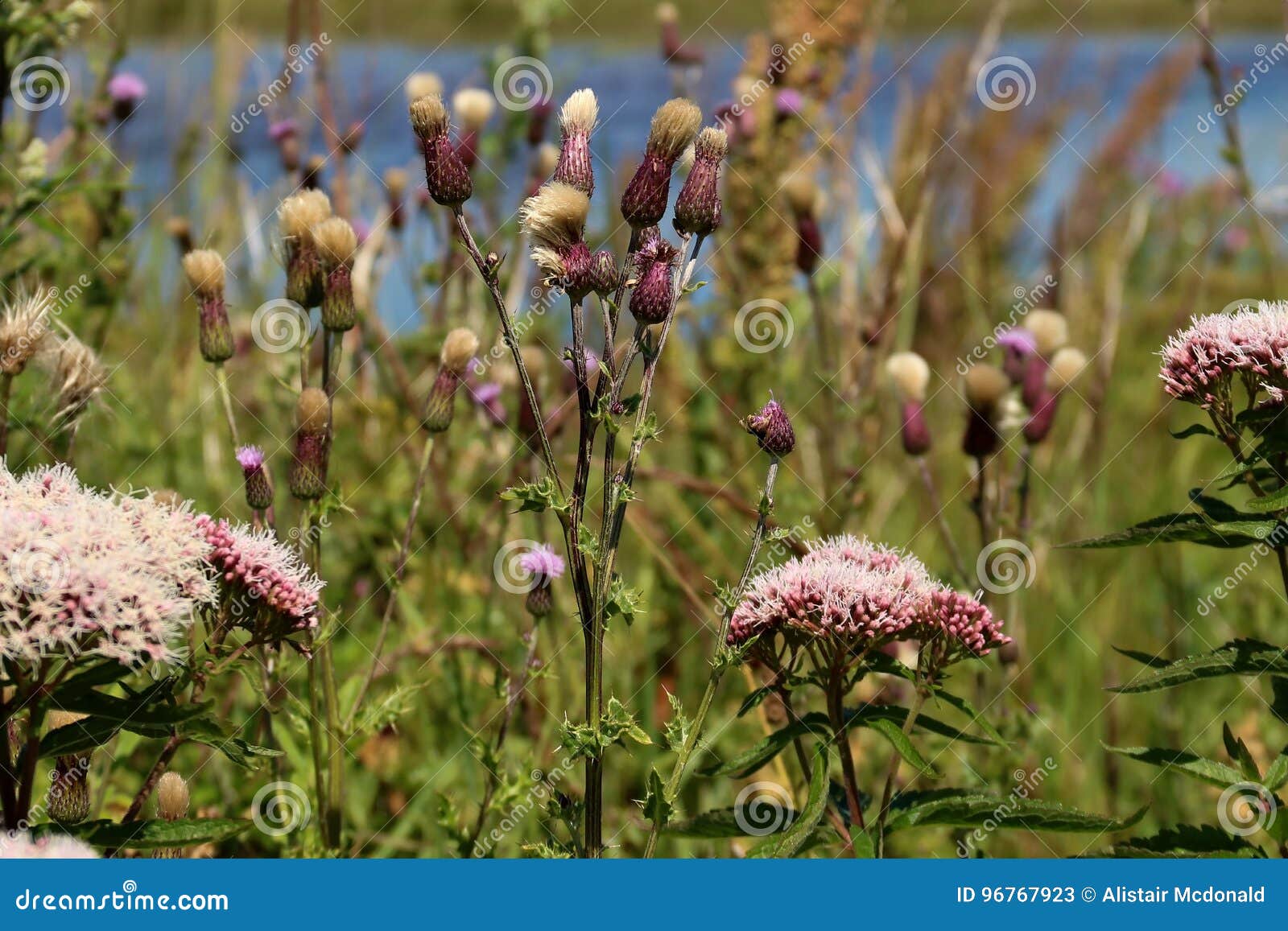Thistles Growing at a Seaside Location Stock Image - Image of jagged ...