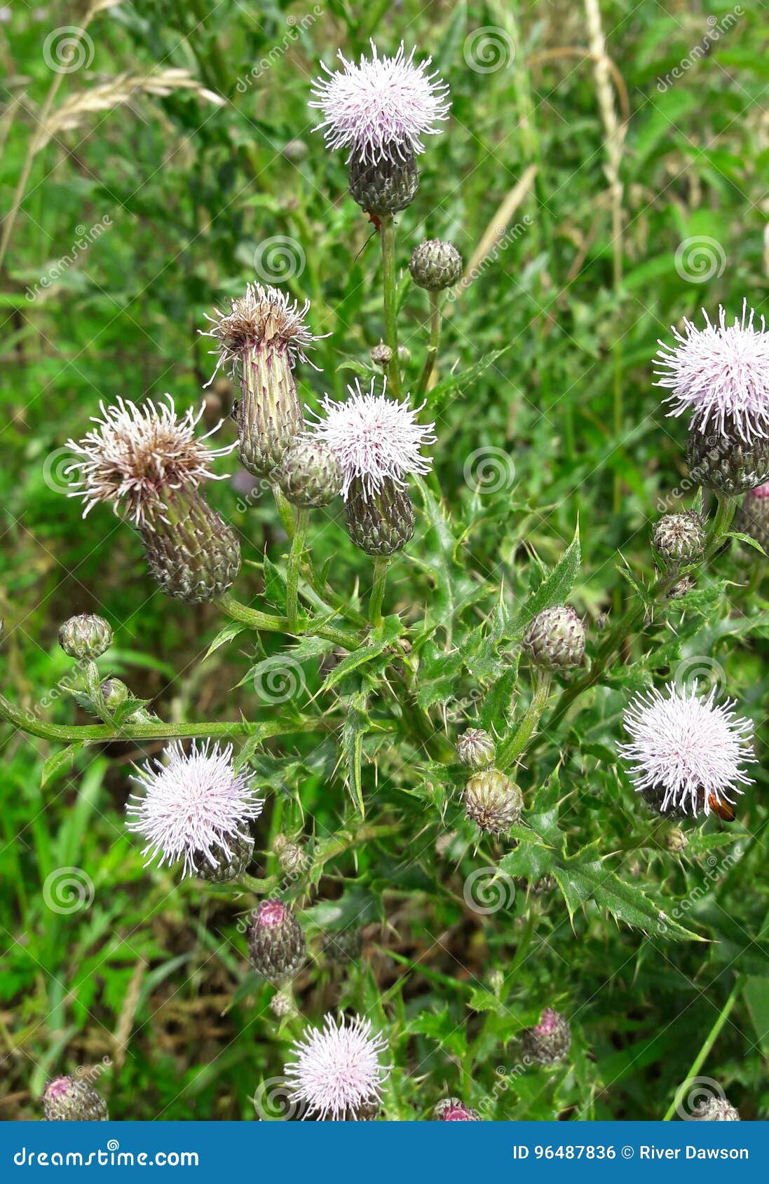 Thistles growing wild stock photo. Image of treeton, meadow - 96487836
