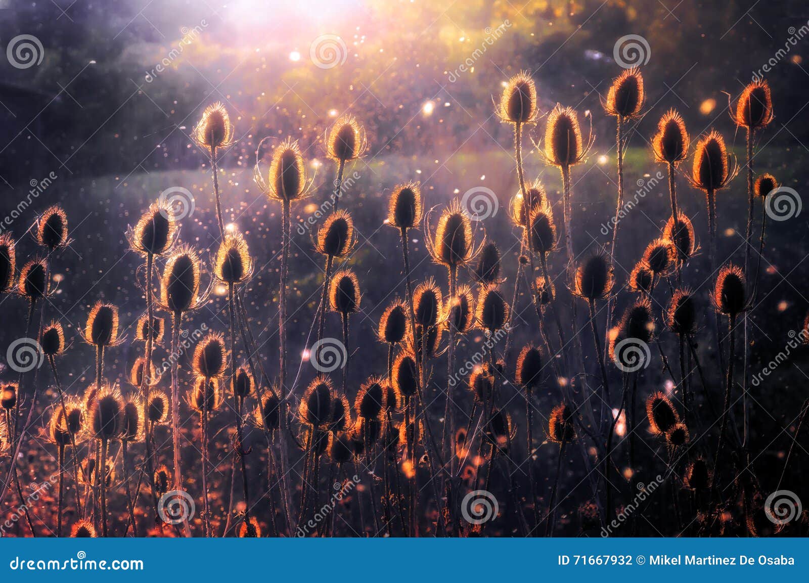 Thistles stock photo. Image of mosquitoes, plant, nature - 71667932