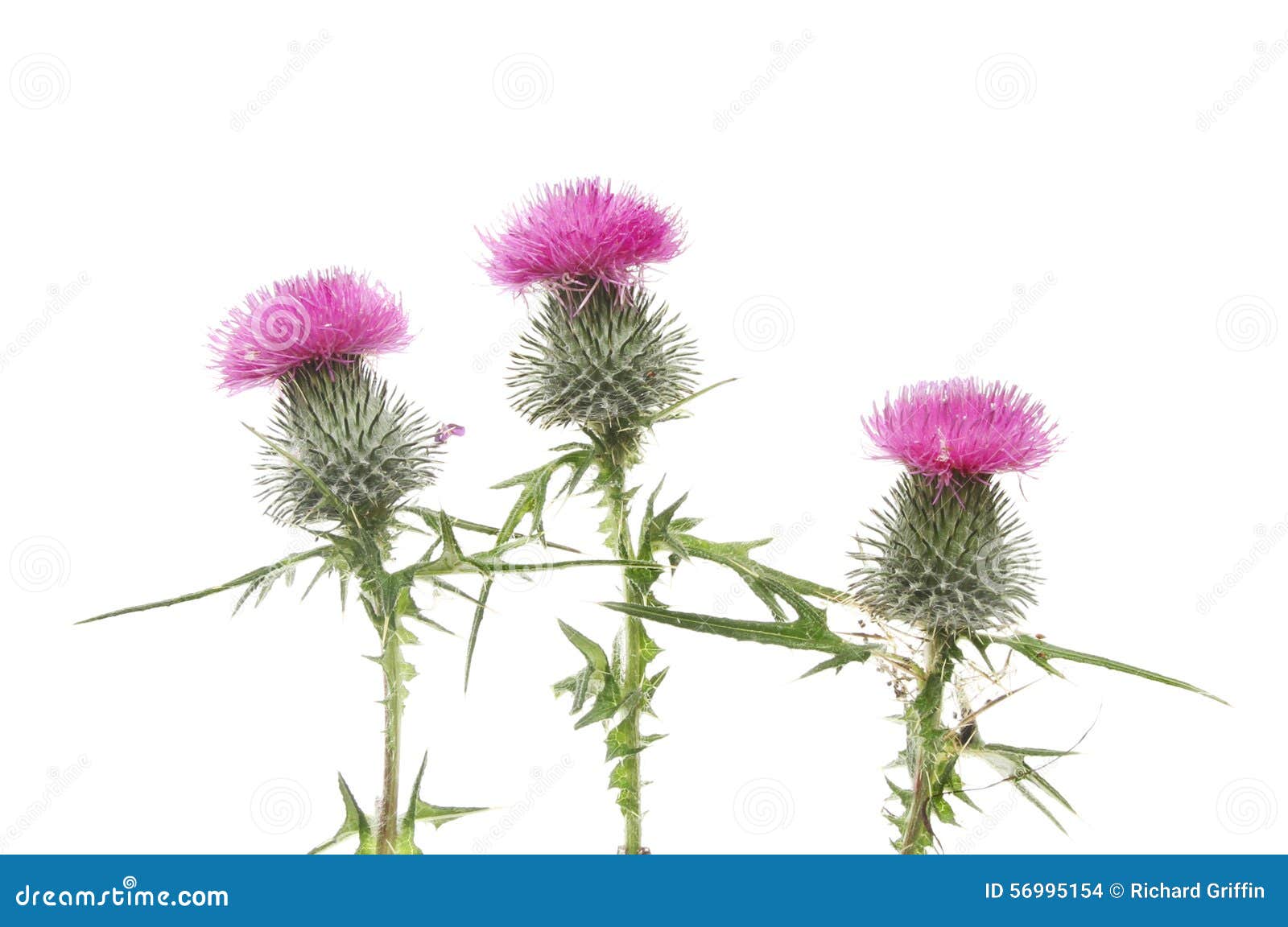 Thistles stock photo. Image of leaf, spiky, botanical - 56995154
