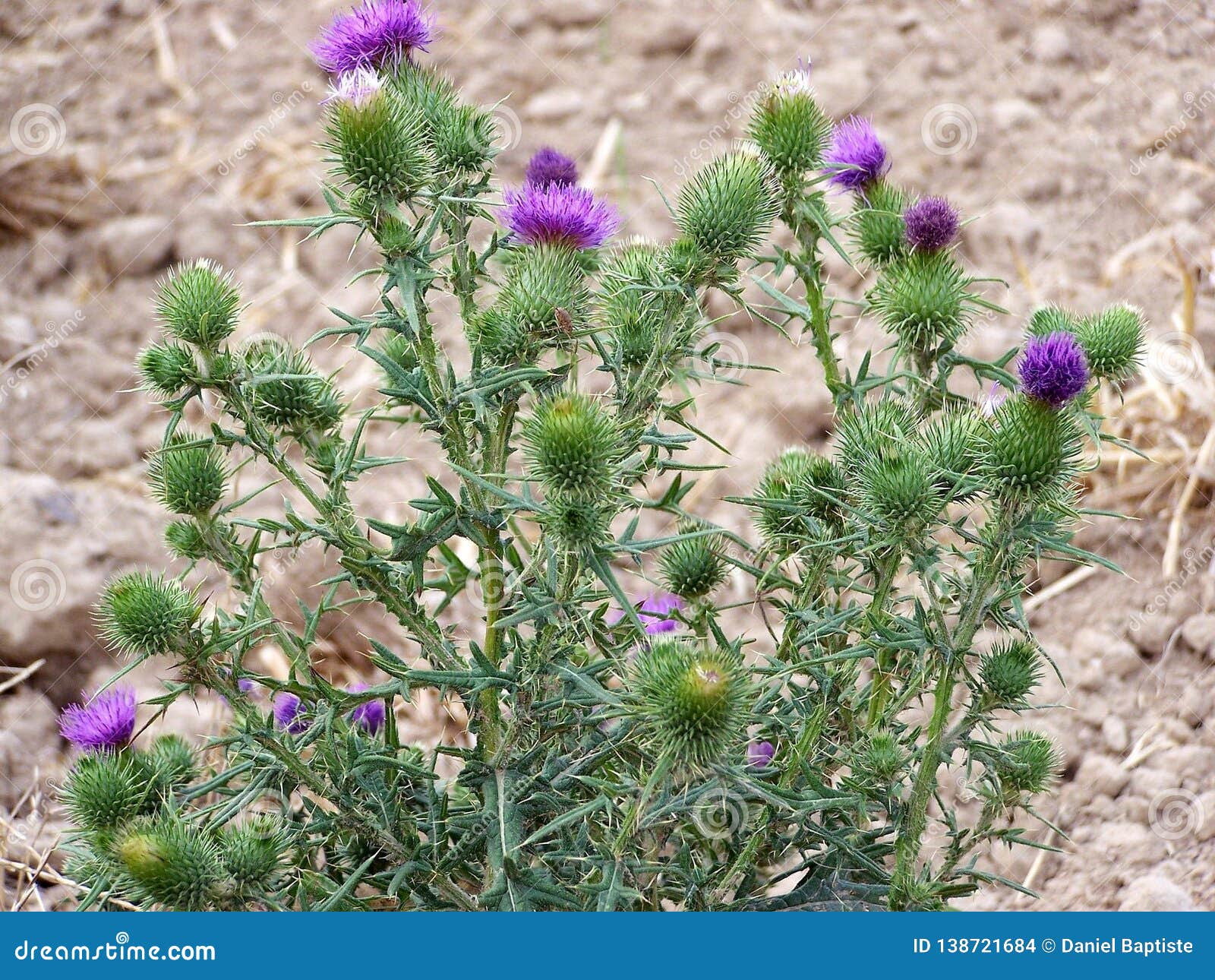 Thistles stock photo. Image of summer, shoot, nature - 138721684