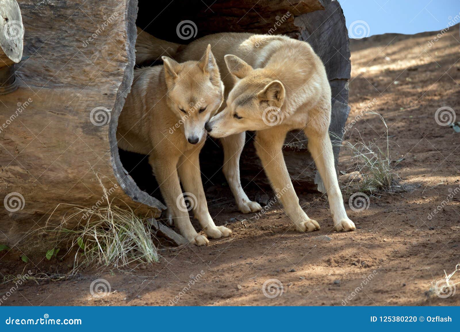 Two golden dingos stock photo. Image of brown, wild - 125380220