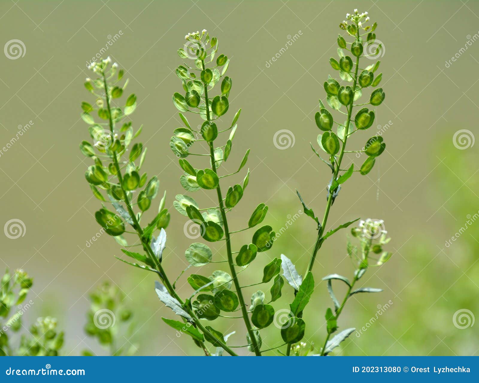 Thlaspi Arvense Grows in Nature Stock Photo - Image of leaf ...