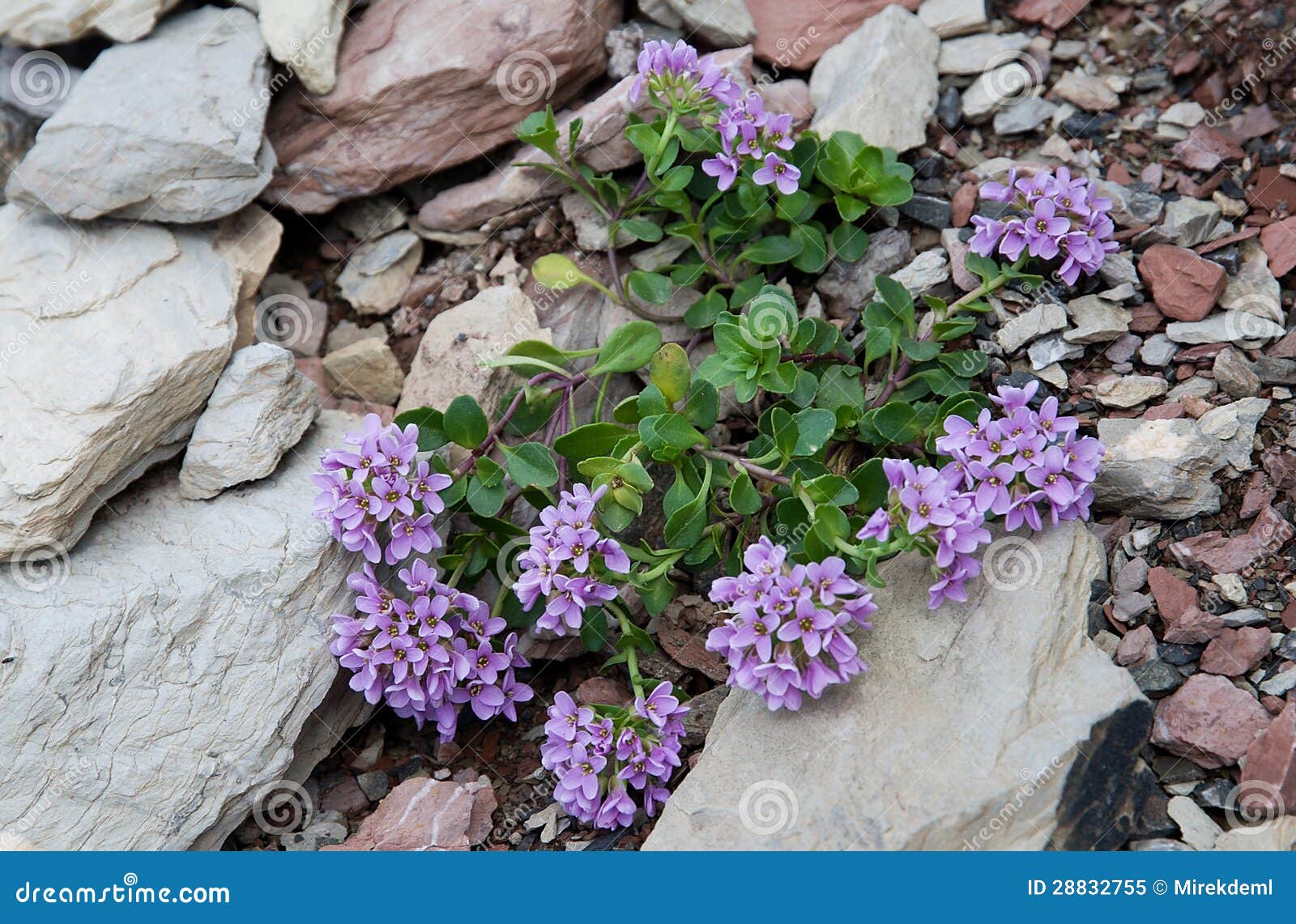 Thlaspi rotundifolium stock image. Image of austria, plant - 28832755