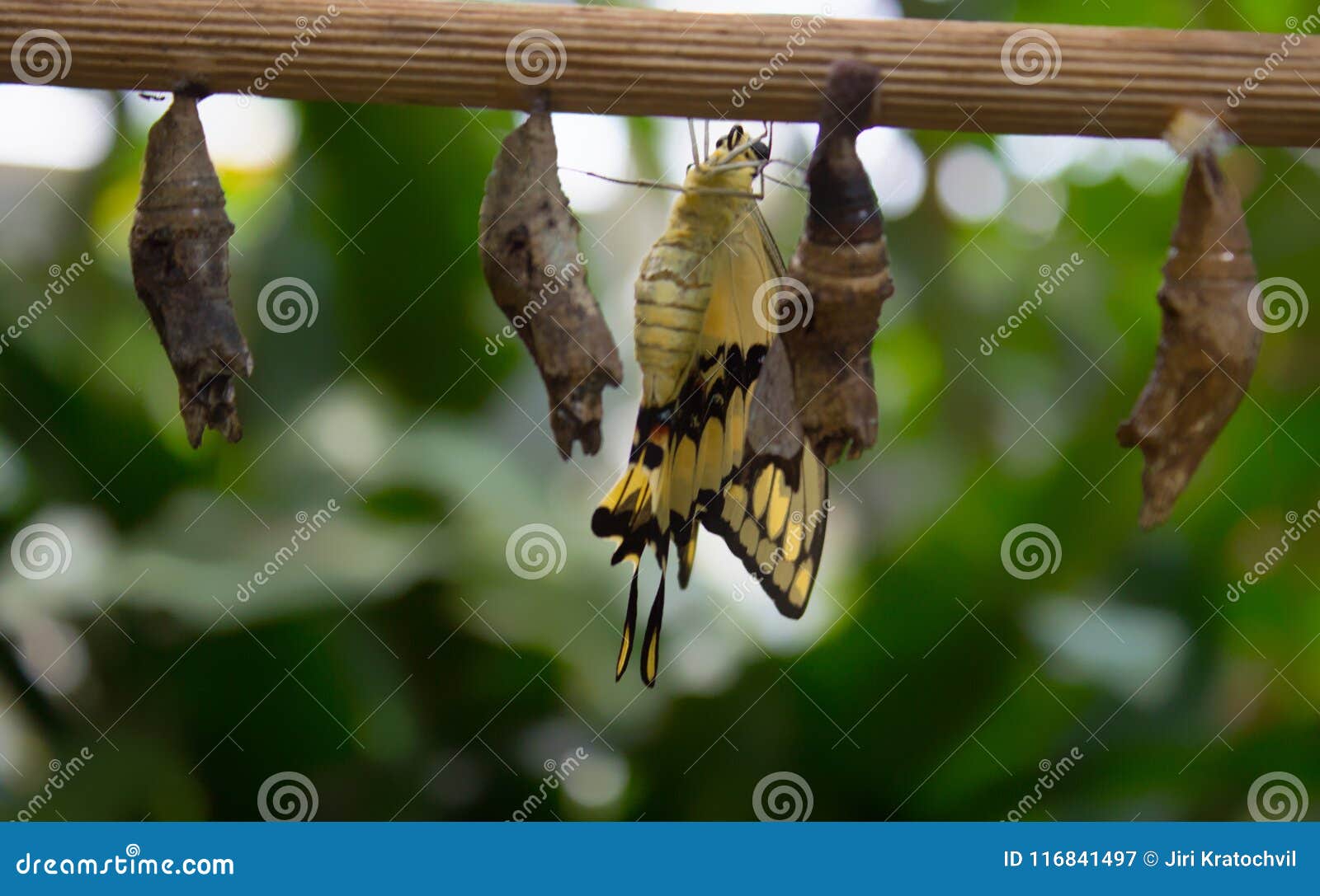 Thoas Emergidos De Un Papilio Entre Los Capullos Imagen de archivo ...