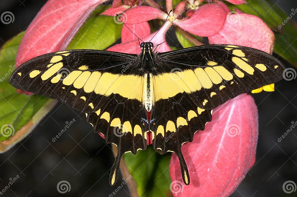 Thoas Swallowtail, Papilio Thoas Stock Image - Image of close ...