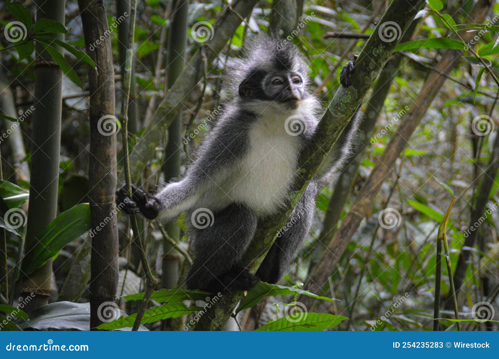 Thomas Leaf Monkey Also Known As Thomas Langur or Presbytis Thomasi ...