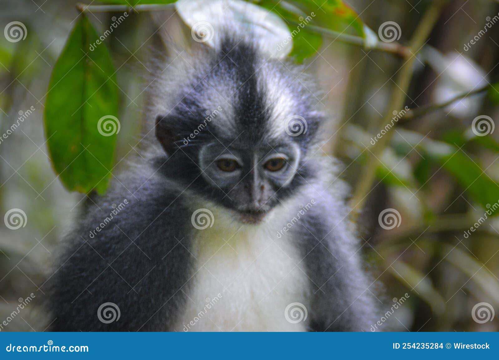 Thomas Leaf Monkey Also Known As Thomas Langur or Presbytis Thomasi ...