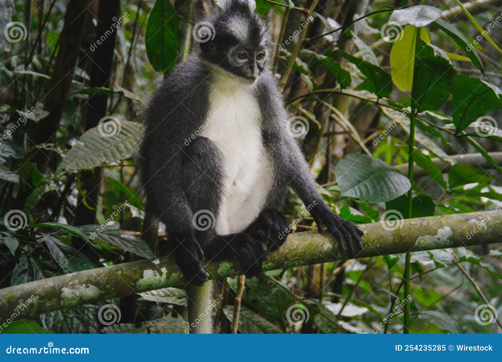 Thomas Leaf Monkey Also Known As Thomas Langur or Presbytis Thomasi ...