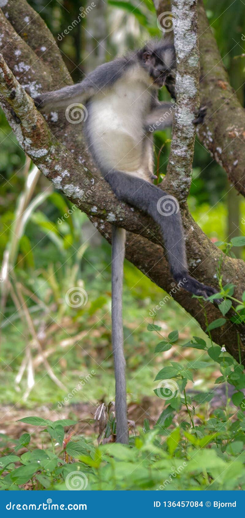 Thomas Leaf Monkey Chilling in a Tree, Sumatra Stock Photo - Image of ...