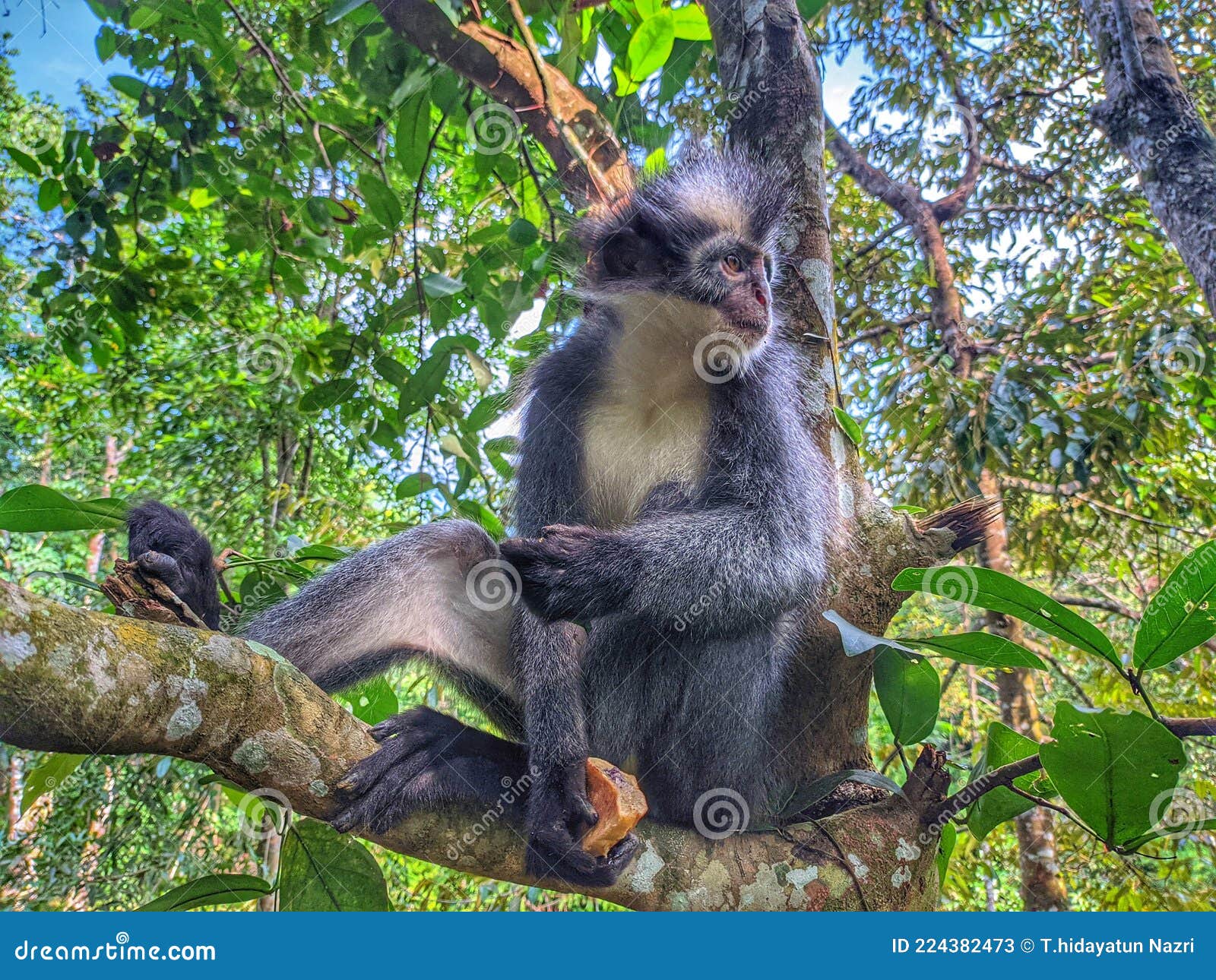 Thomas Leaf Monkey Presbytis Thomasi In Gunung Leuser National Park ...
