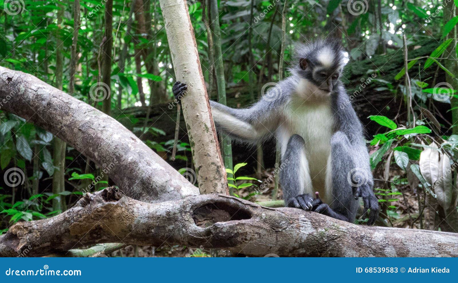 A Thomas Leaf Monkey Playing with Its Toes Stock Image - Image of ...
