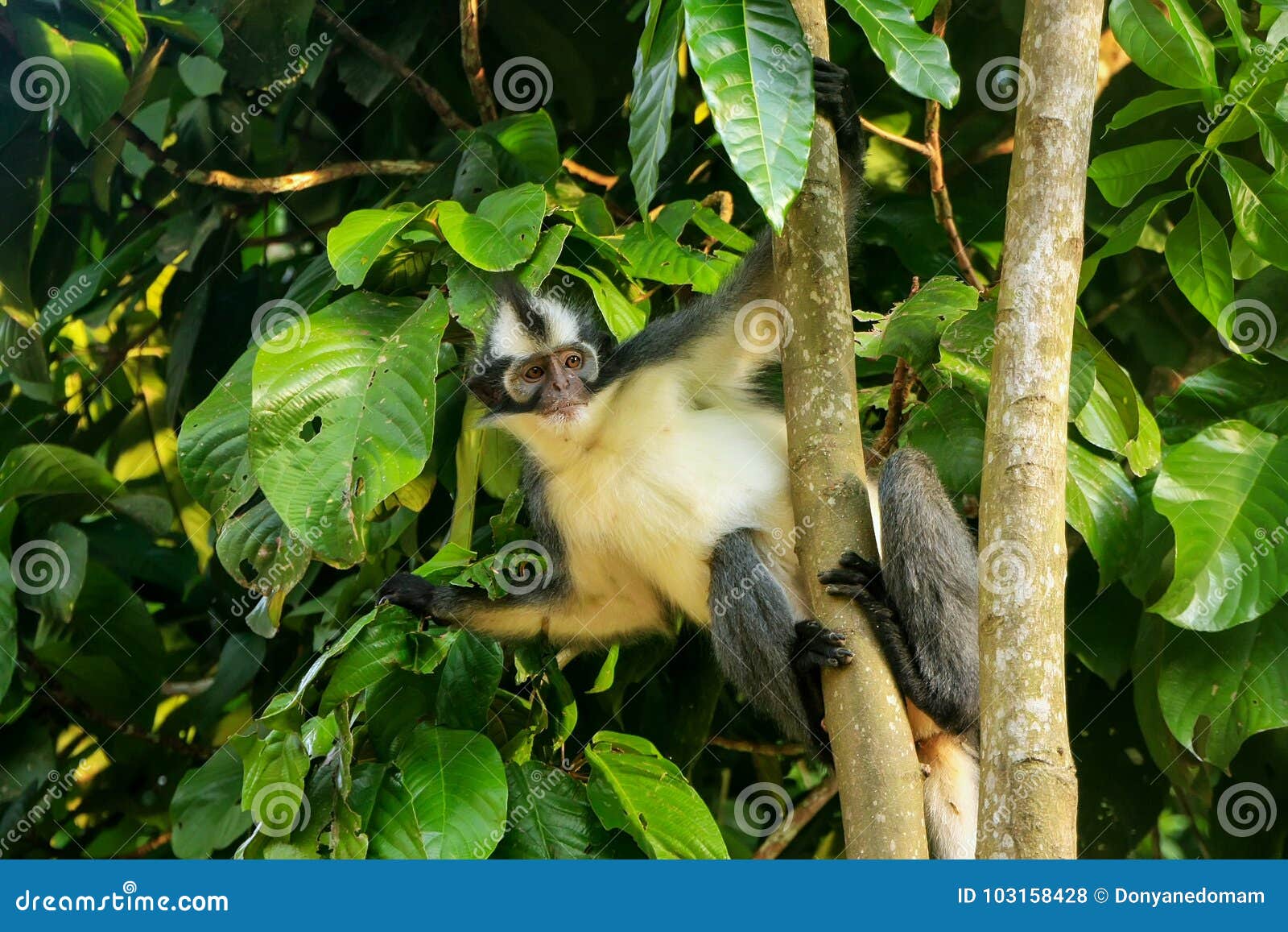 Thomas Leaf Monkey Presbytis Thomasi Sitting in a Tree in Gunu Stock ...