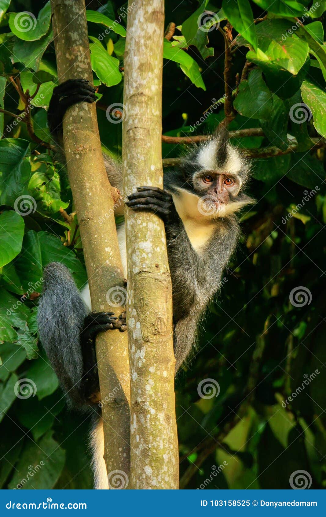 Thomas Leaf Monkey Presbytis Thomasi Sitting In A Tree In Gunung Leuser ...