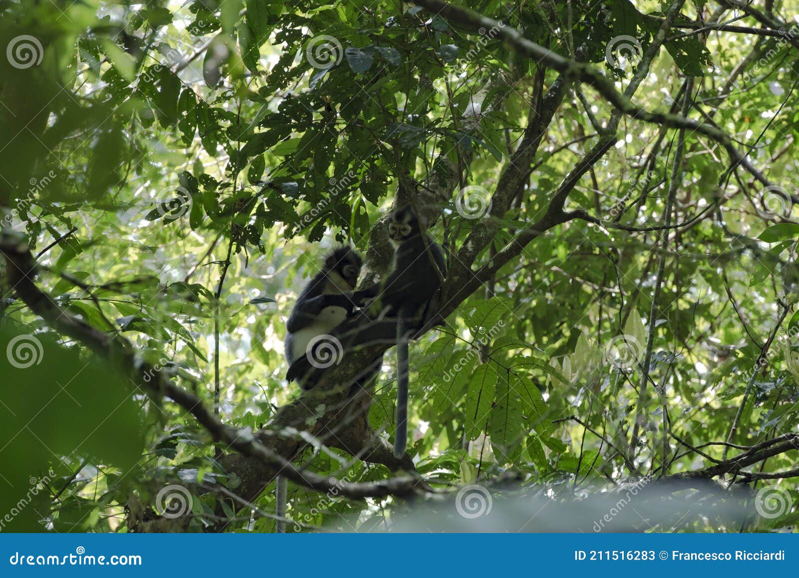 Thomas`s Leaf Monkey Presbytis Thomasi Stock Image - Image of presbytis ...