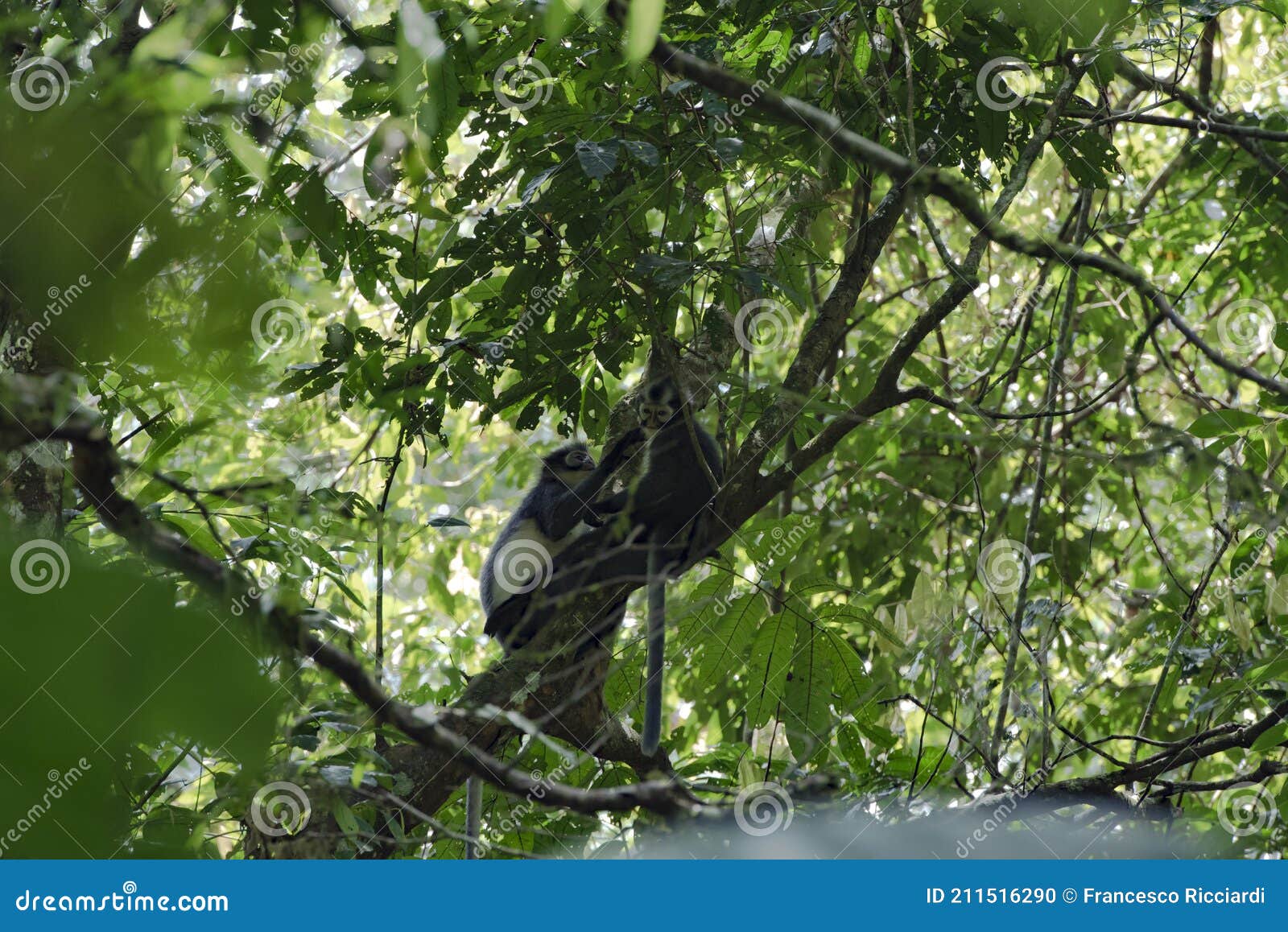 Thomas Leaf Monkey Presbytis Thomasi Stock Photo - Image of presbytis ...