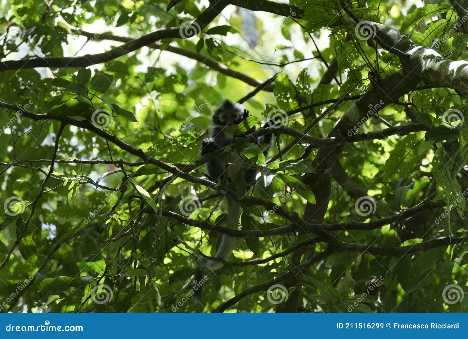 Thomas Leaf Monkey Presbytis Thomasi Stock Image - Image of thomasi ...