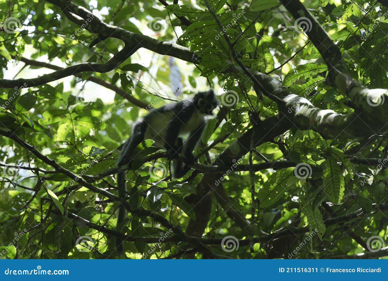 Thomas Leaf Monkey Presbytis Thomasi Stock Image - Image of vertebrates ...