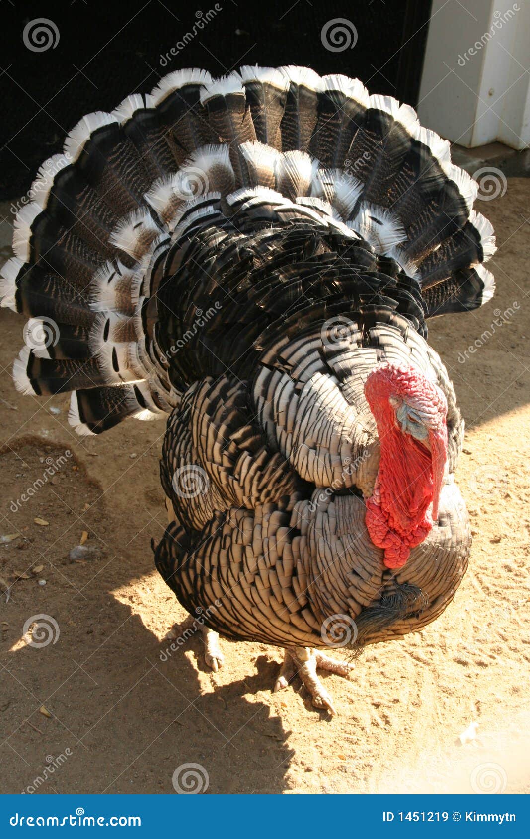Thomas Turkey stock image. Image of brown, thanksgiving - 1451219