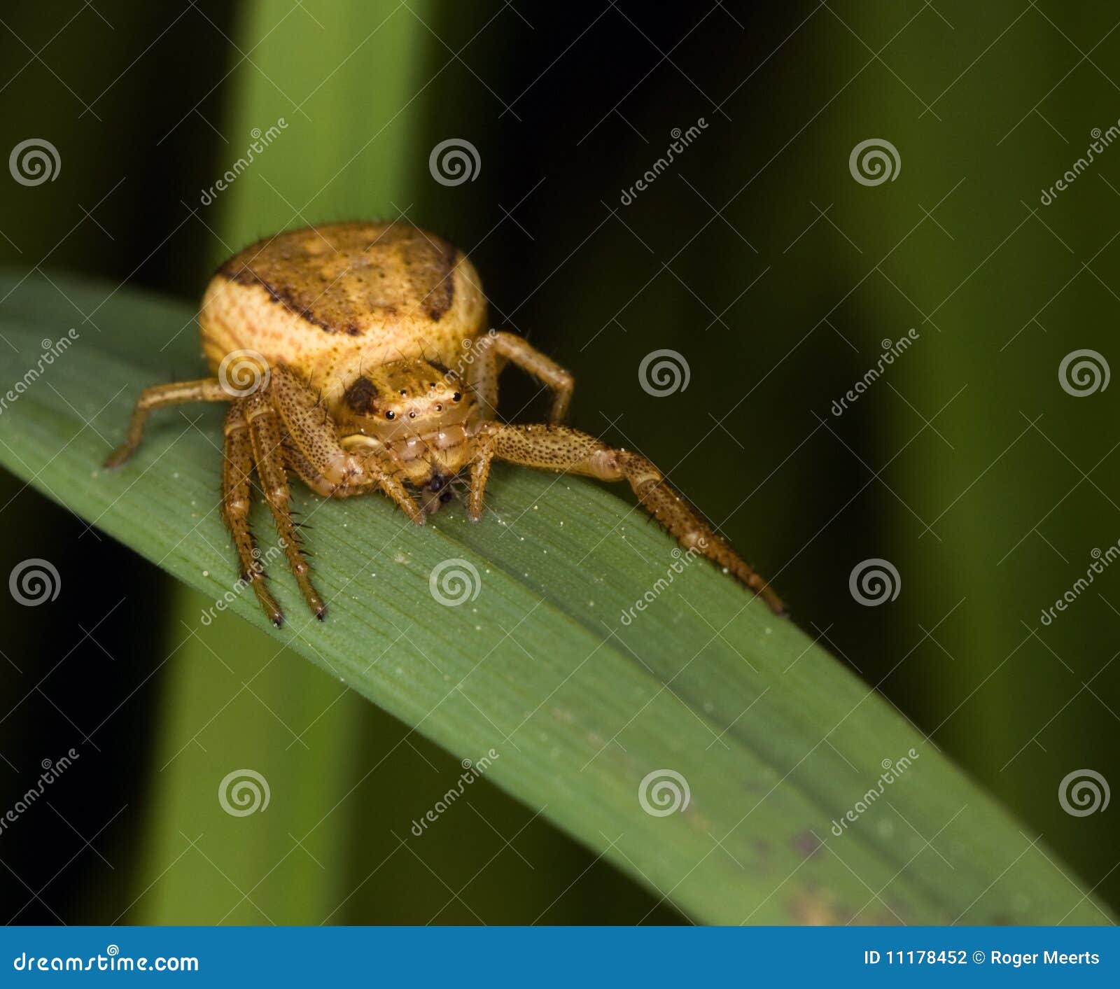 Thomisidae Spider (Golden Crab Spider) Ready Stock Photo - Image of ...