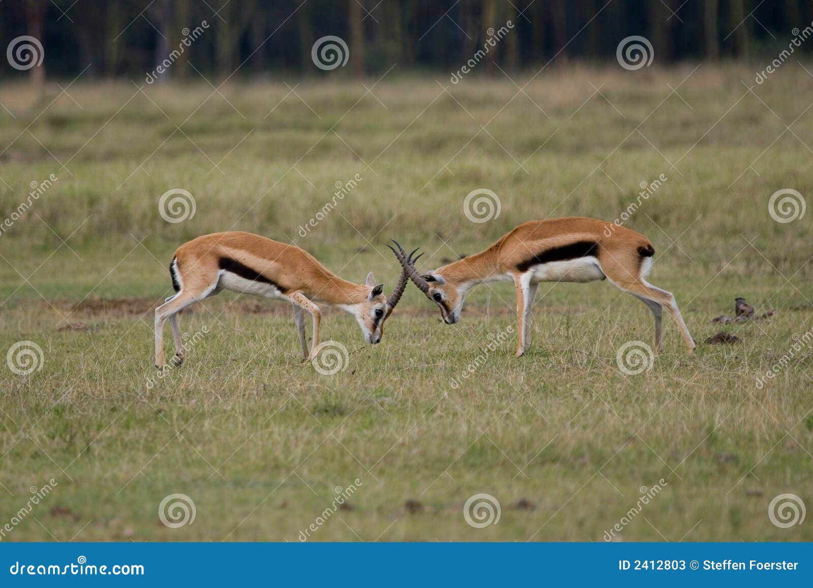 Thompson Gazelles Fighting Picture. Image: 2412803