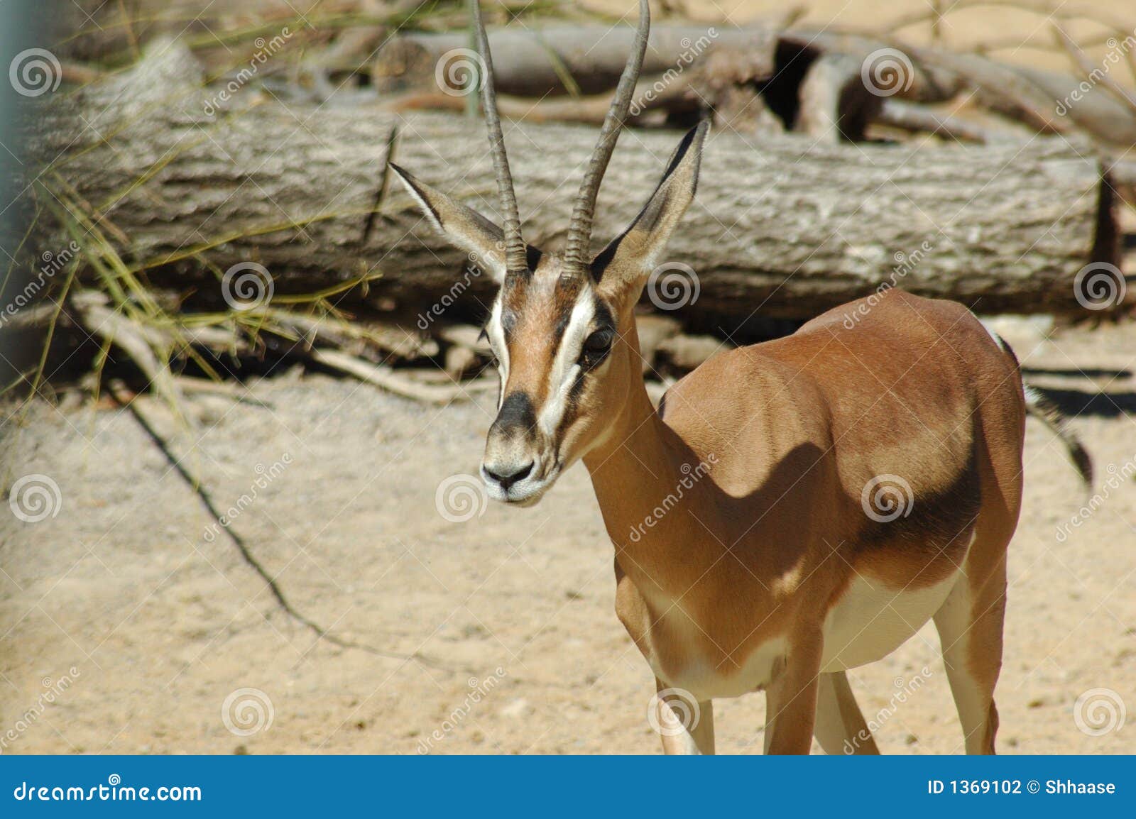 Thompson s gazelle stock photo. Image of game, wildlife - 1369102